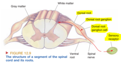 Chapter 12: The Somatic Sensory System Example | Graduateway
