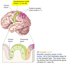 Chapter 12: The Somatic Sensory System Example | Graduateway