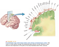 Chapter 12: The Somatic Sensory System Example | Graduateway
